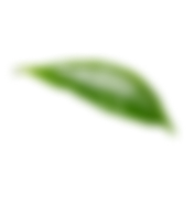 Dr. Ming Tea | The Best Way To Lose Weight With Natural Detox Formula